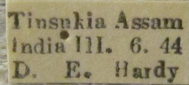 Diplonychus rusticus (Fabricius, 1871)