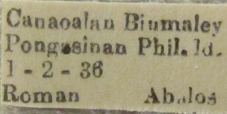 Diplonychus rusticus (Fabricius, 1871)