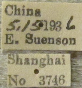 Diplonychus rusticus (Fabricius, 1871)