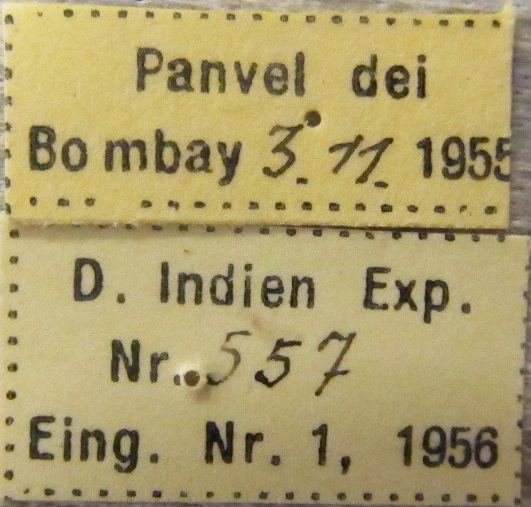 Diplonychus rusticus (Fabricius, 1871)