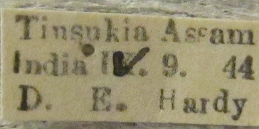 Diplonychus rusticus (Fabricius, 1871)