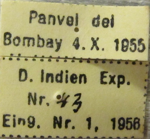 Diplonychus rusticus (Fabricius, 1871)