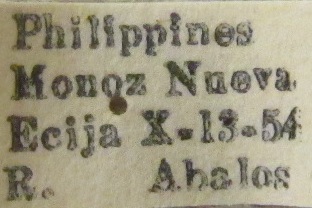 Diplonychus rusticus (Fabricius, 1871)