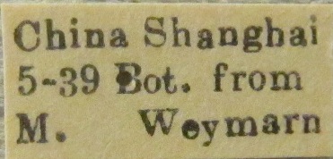 Diplonychus rusticus (Fabricius, 1871)