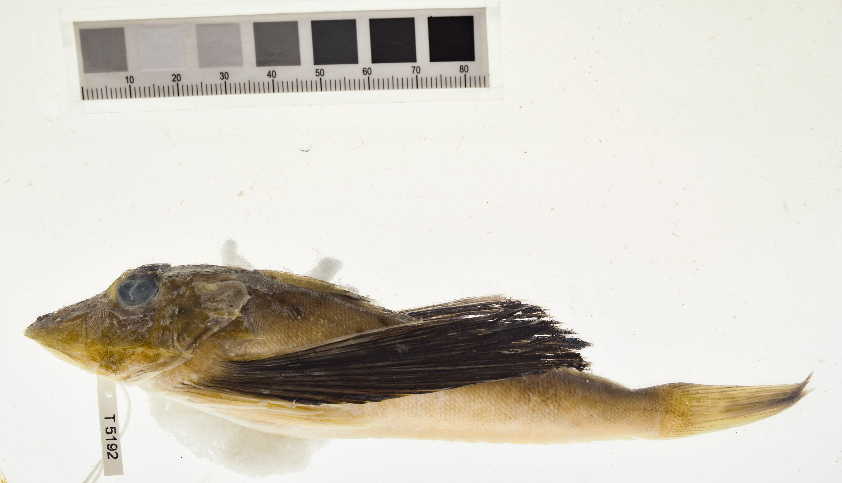 Prionotus rubio Jordan, 1886