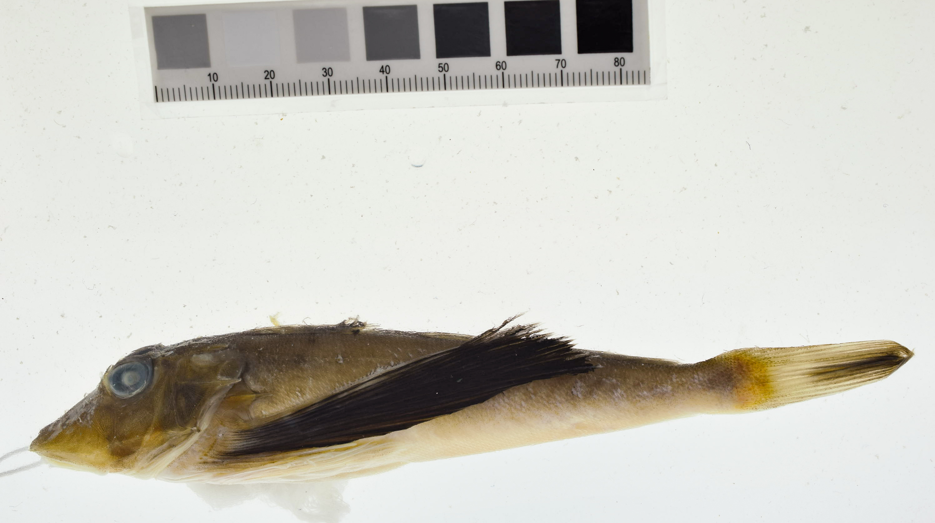 Prionotus rubio Jordan, 1886