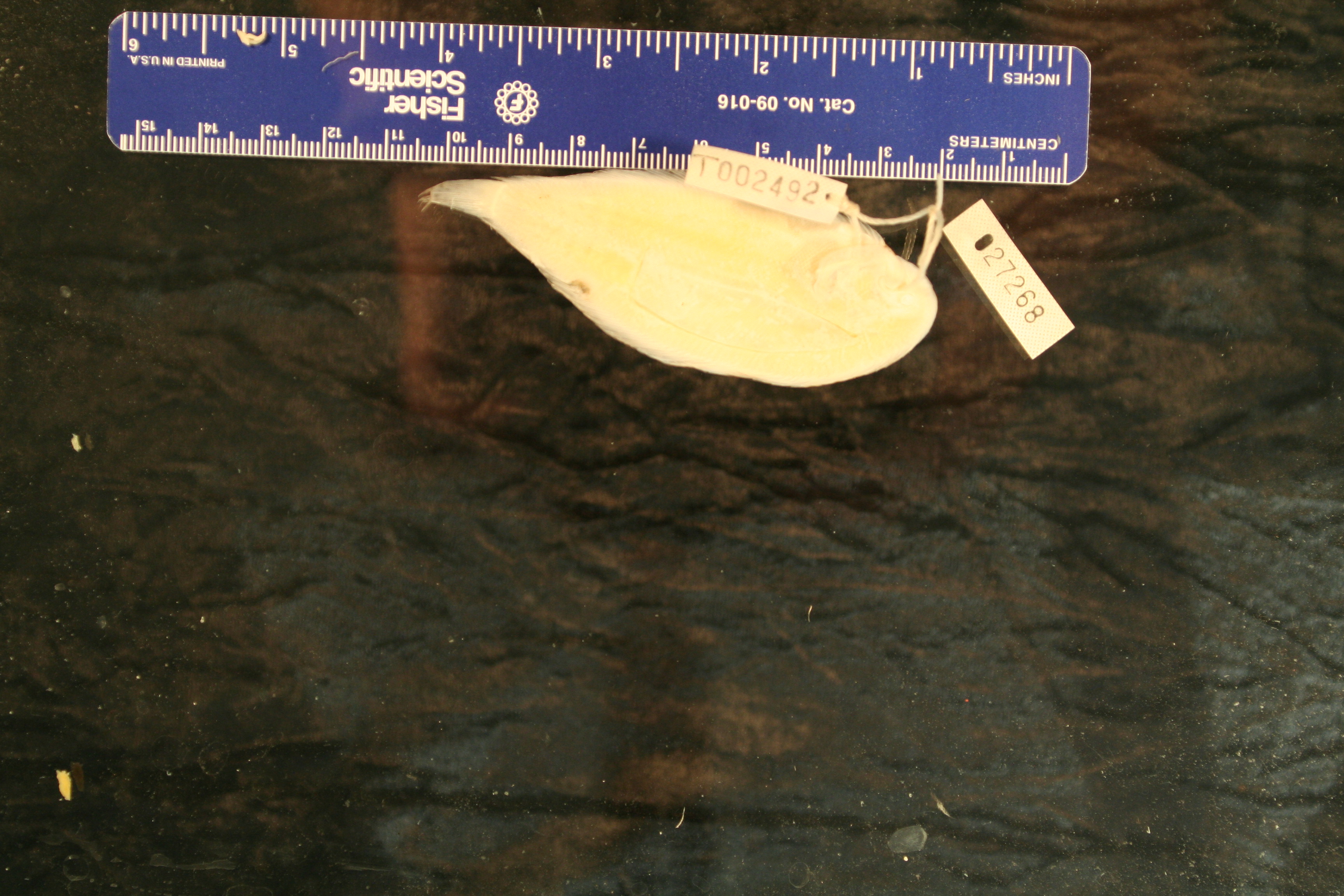 Heteromycteris japonicus (Temminck & Schlegel, 1846)