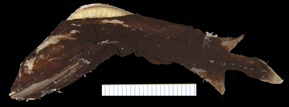 Cetomimus Goode & Bean, 1895