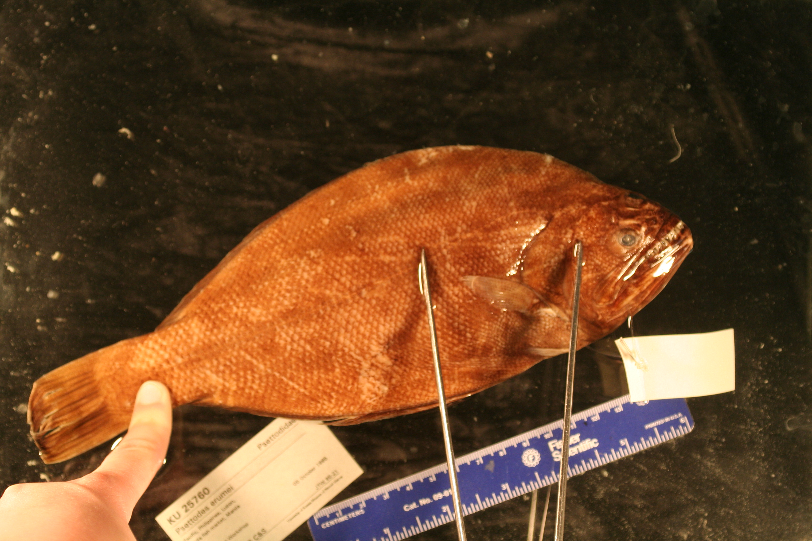 Psettodes Bennett, 1831