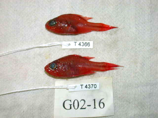 Apogon crassiceps Garman, 1903