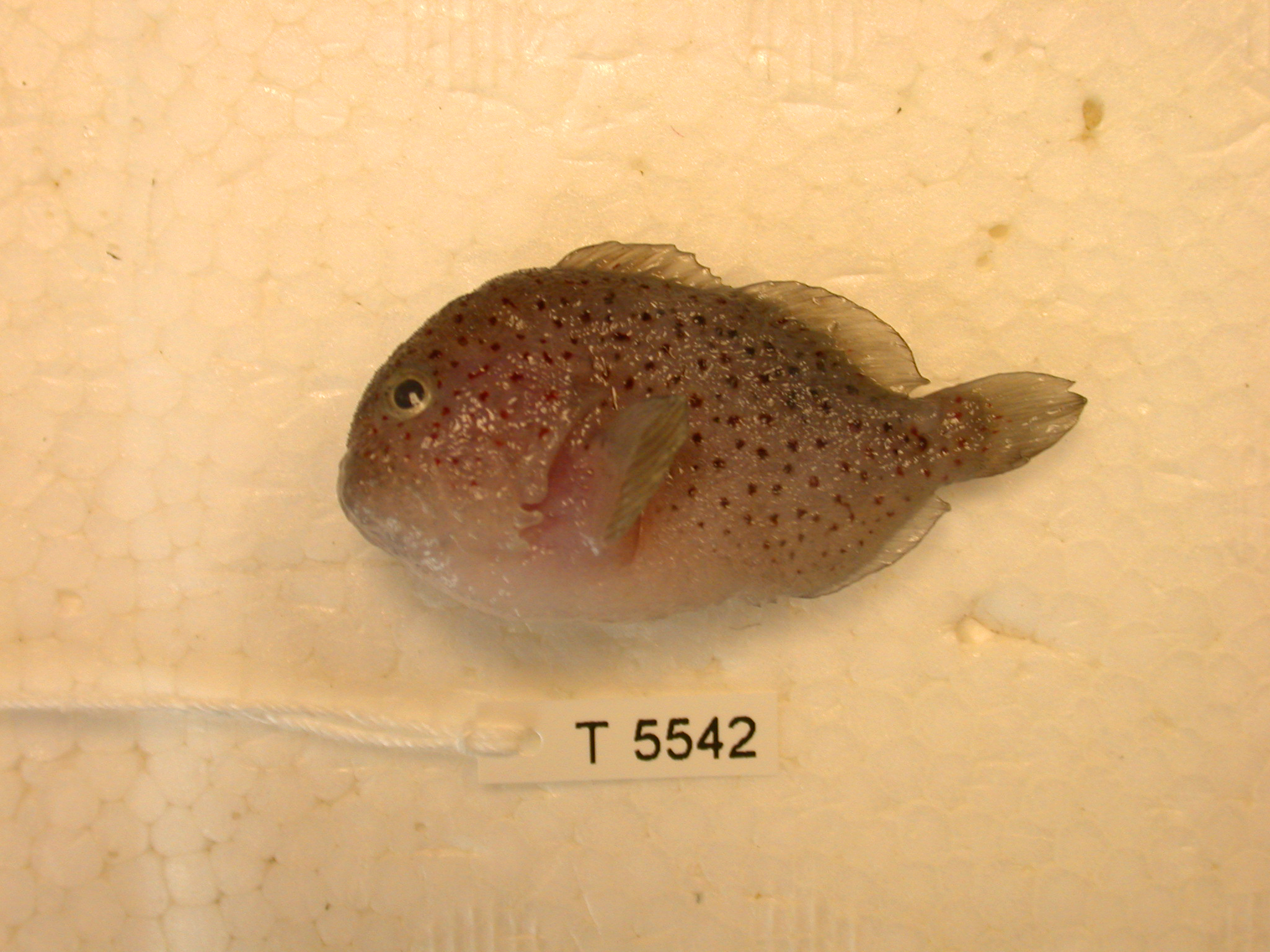 Caracanthus maculatus (Gray, 1831)