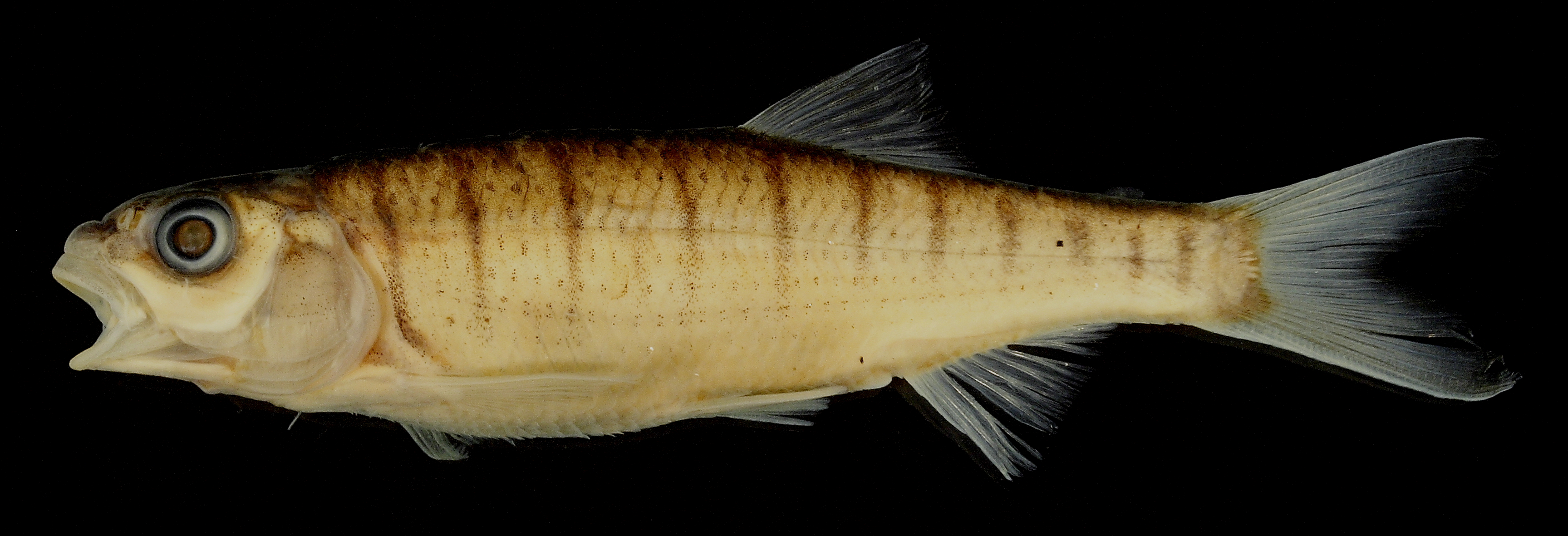 Barilius bendelisis (Hamilton, 1807)