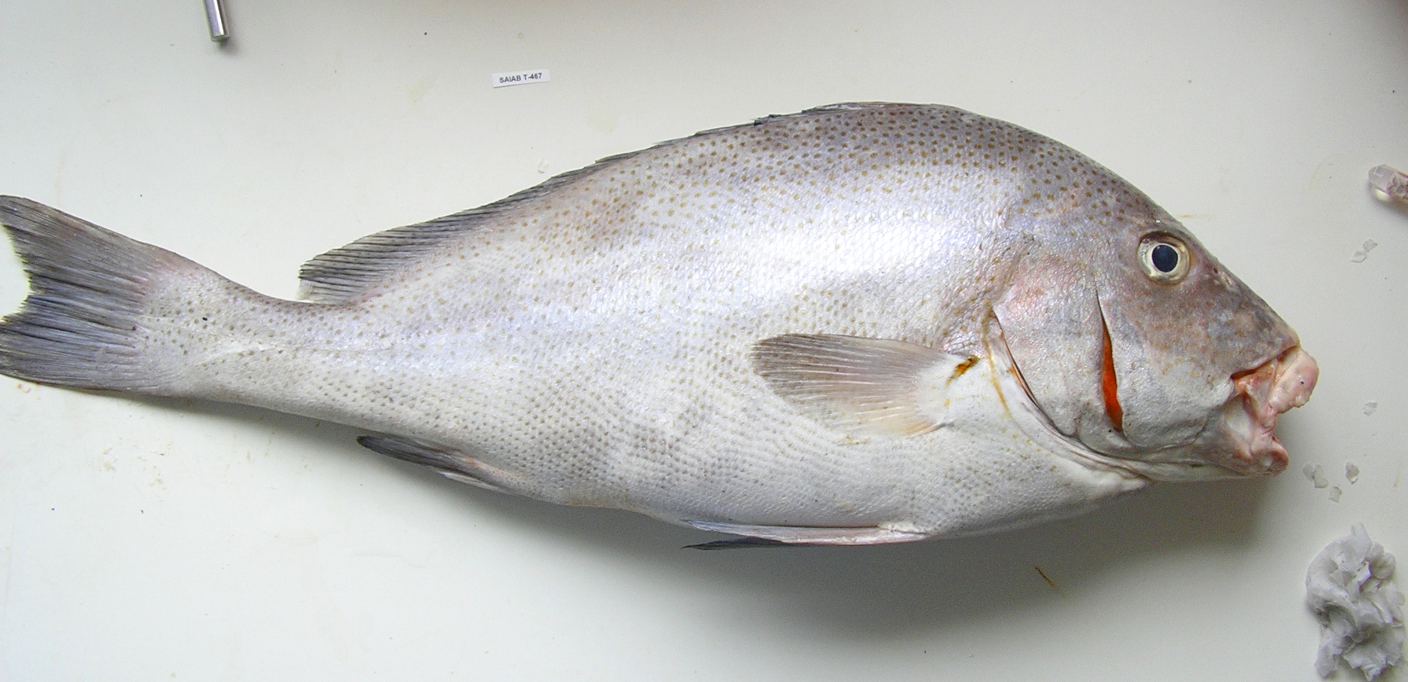 Plectorhinchus diagrammus (Linnaeus, 1758)