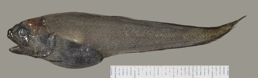 Benthocometes Goode & Bean, 1896