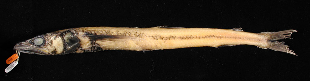 Scopelosaurus lepidus (Krefft & Maul, 1955)