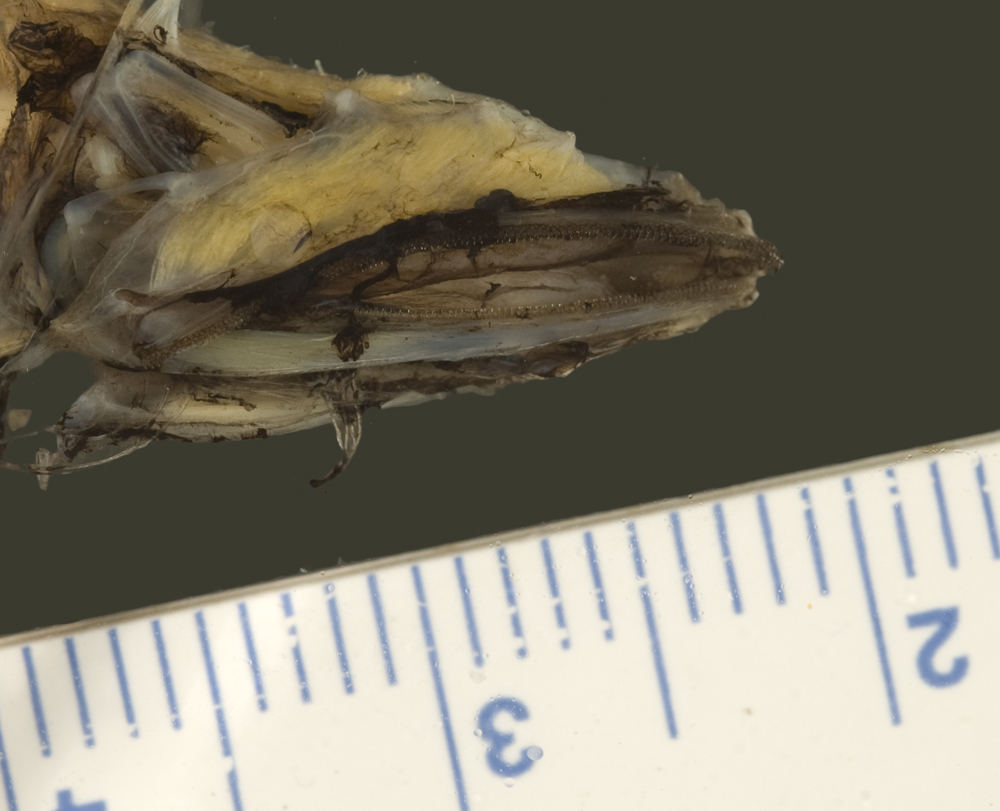 Cetomimus Goode & Bean, 1895