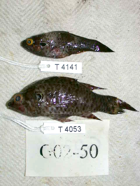 Fowleria variegata (Valenciennes, 1832)