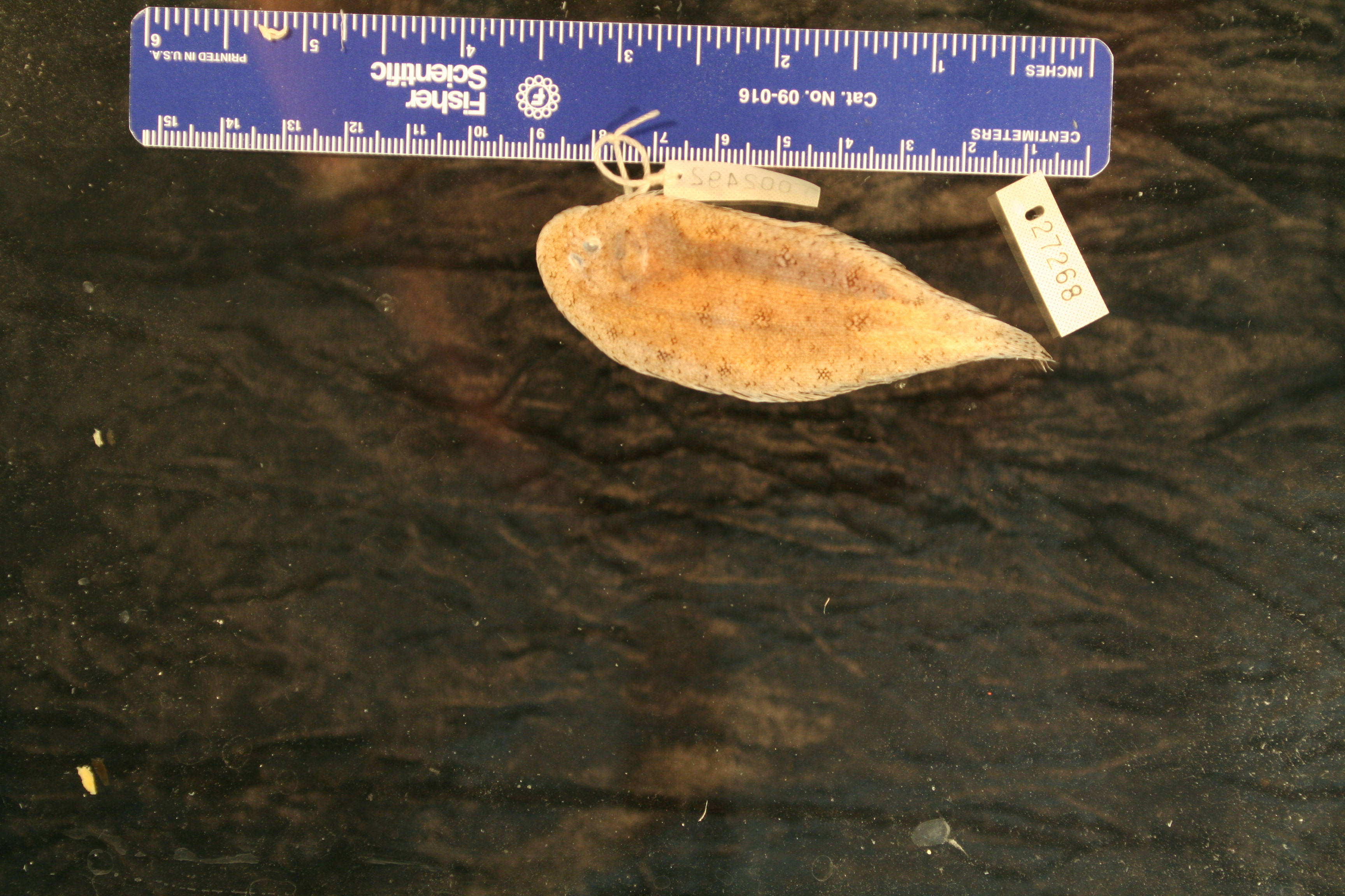 Heteromycteris japonicus (Temminck & Schlegel, 1846)