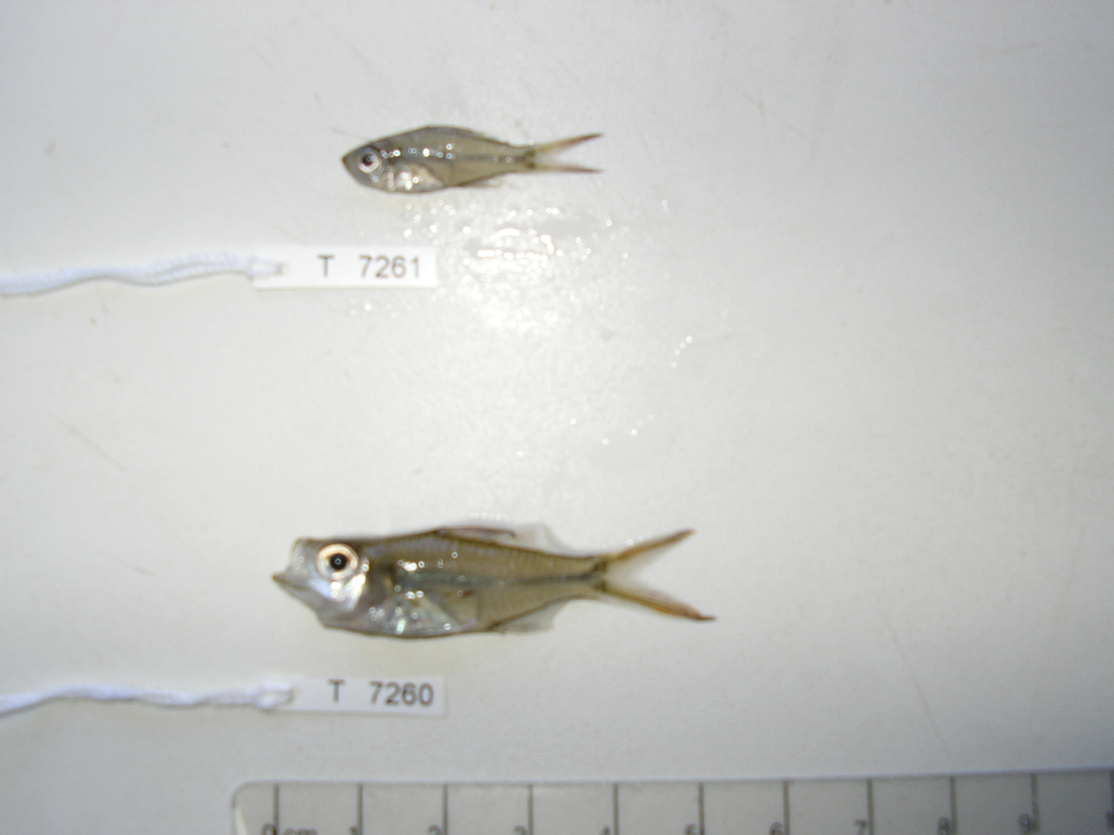 Ambassis interrupta Bleeker, 1853