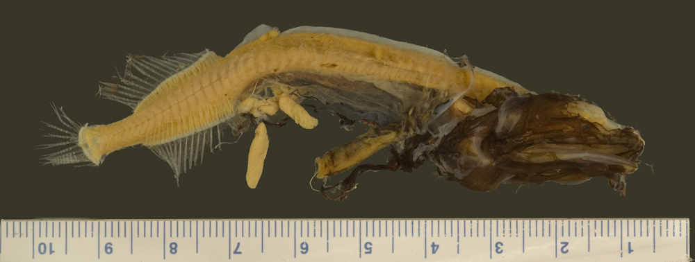 Cetomimus Goode & Bean, 1895