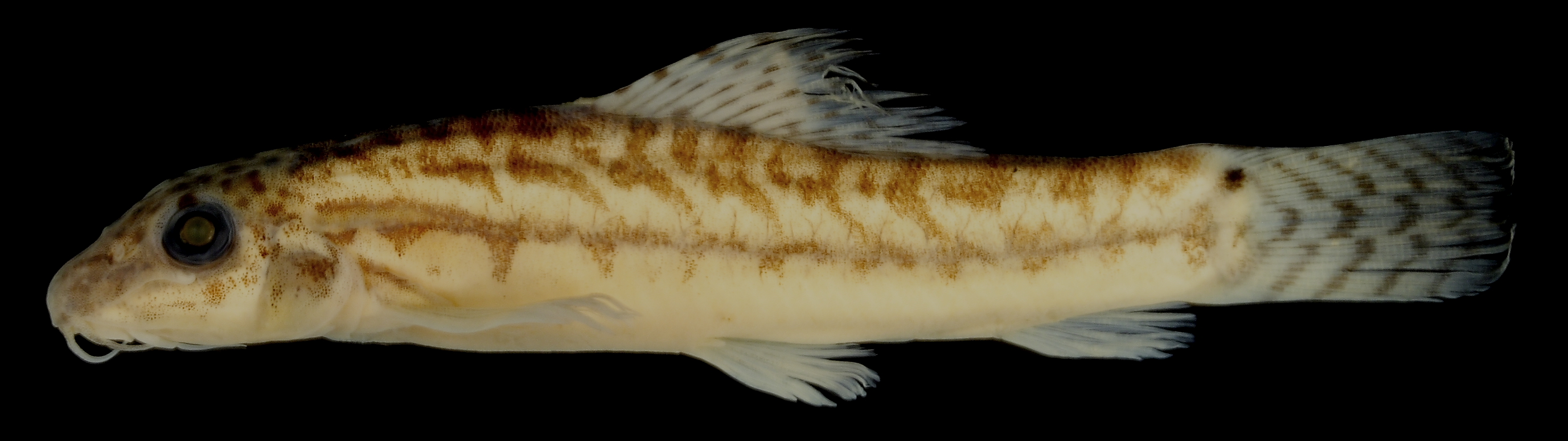 Paracanthocobitis Grant, 2007