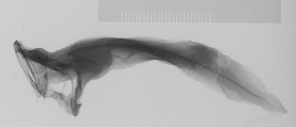 Cetomimus Goode & Bean, 1895