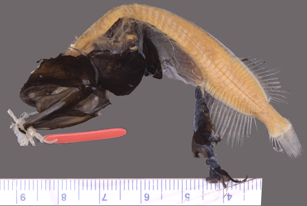 Cetomimus Goode & Bean, 1895