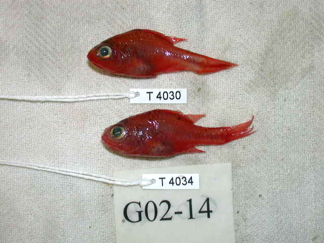 Apogon crassiceps Garman, 1903