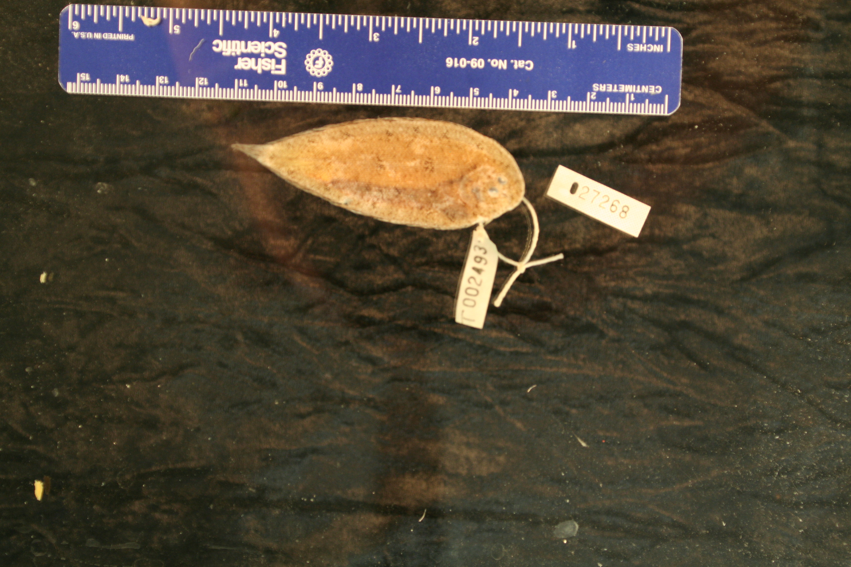 Heteromycteris japonicus (Temminck & Schlegel, 1846)