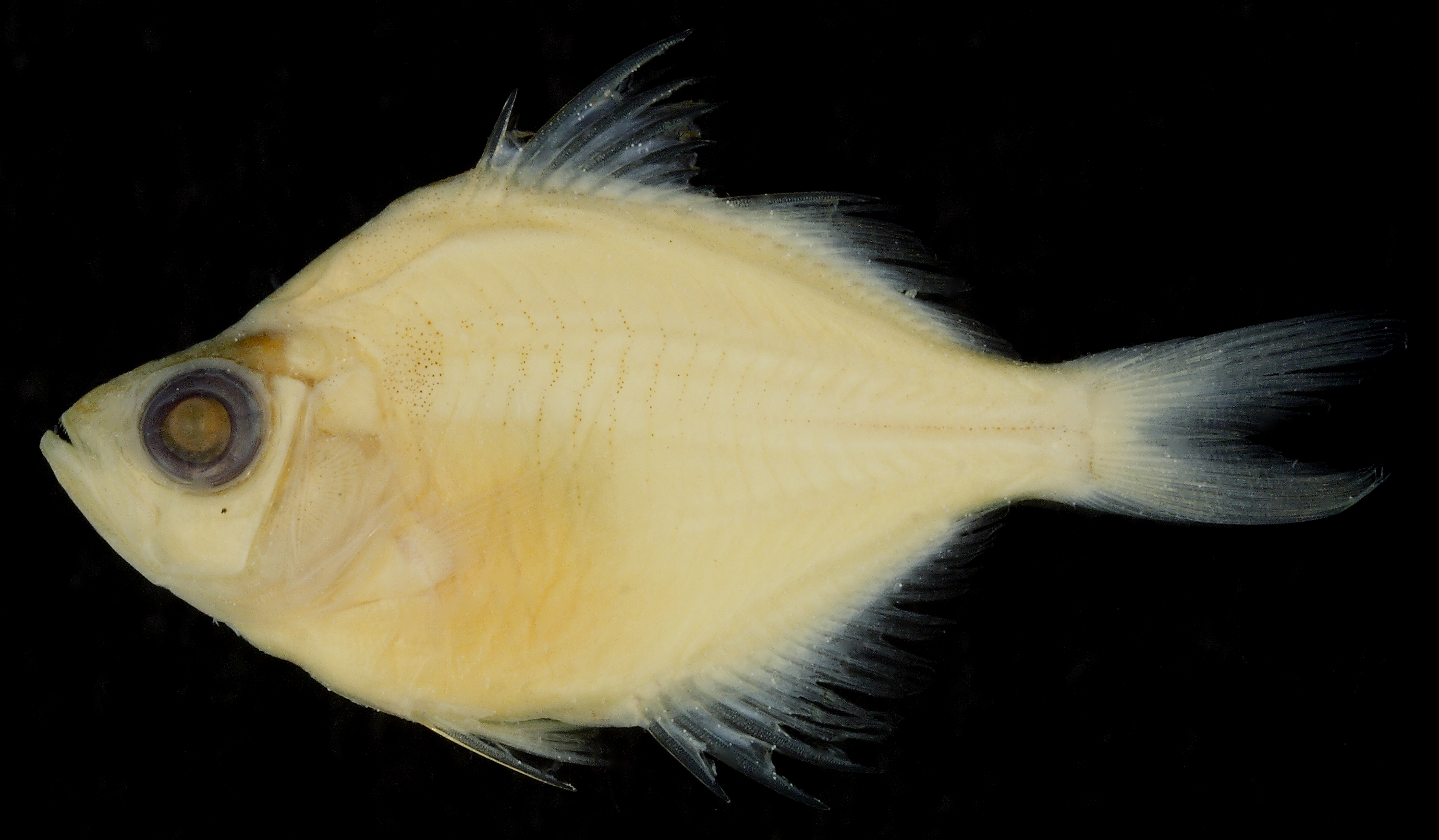 Chanda ranga Hamilton, 1822