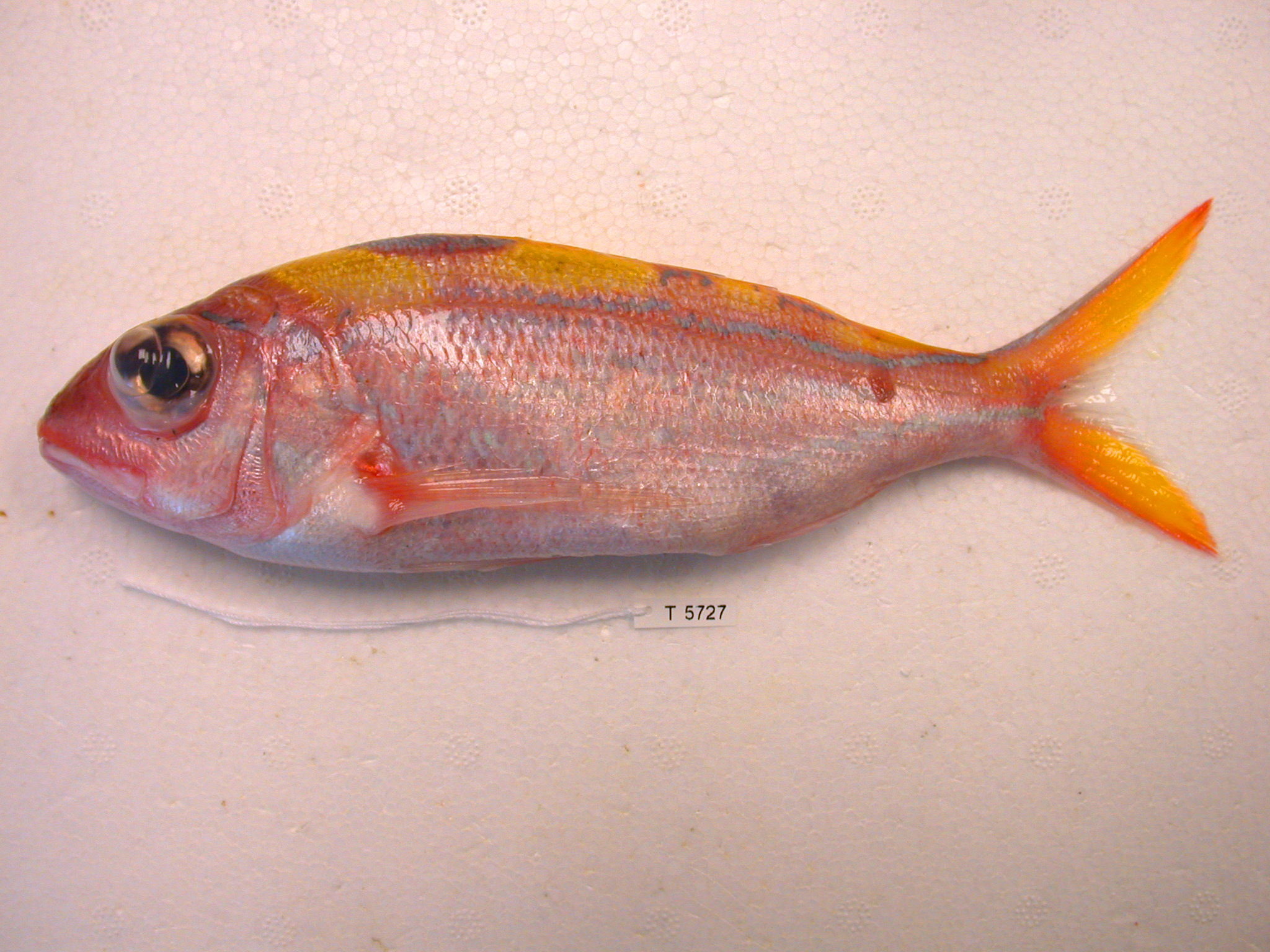 Pristipomoides argyrogrammicus (Valenciennes, 1832)