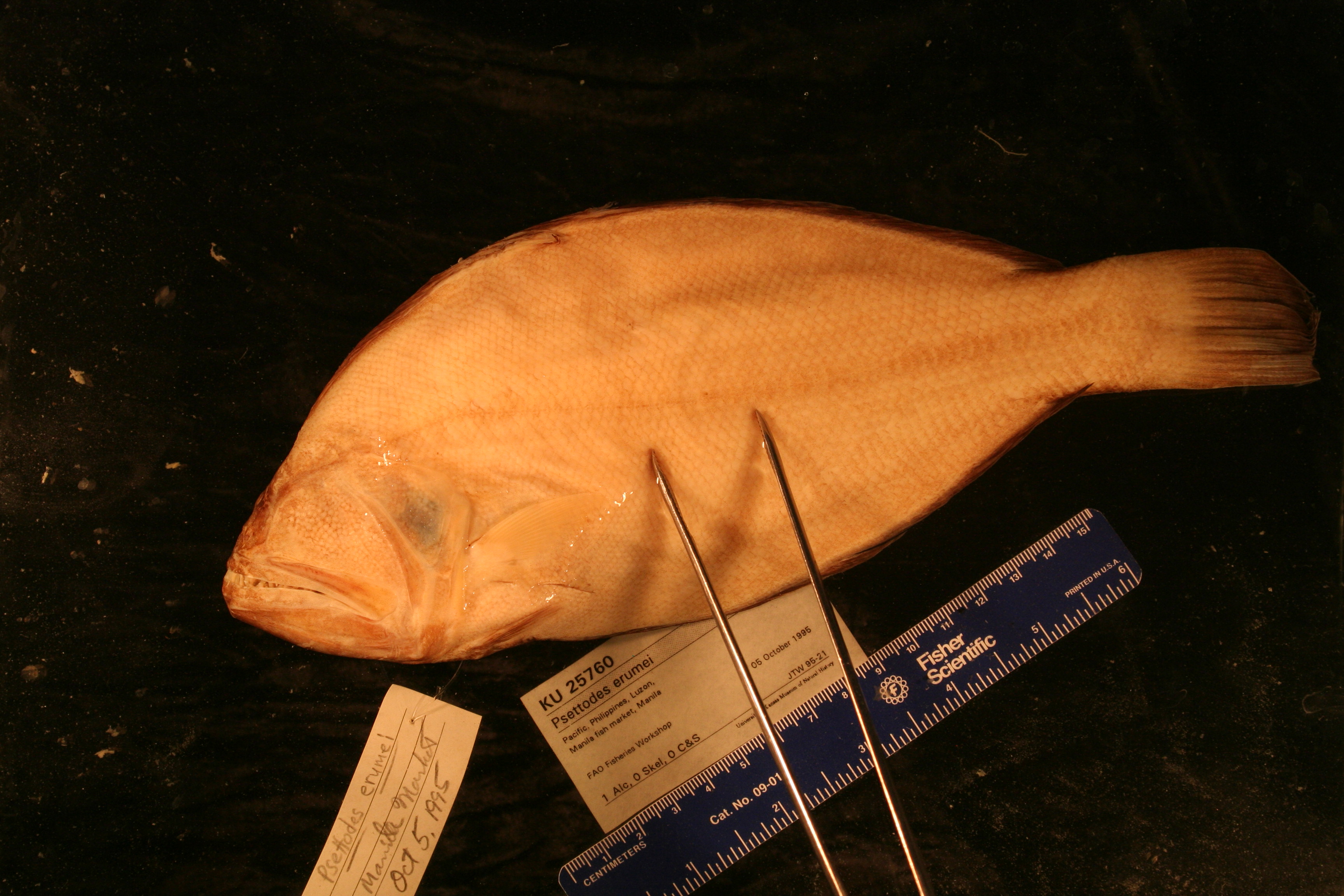 Psettodes Bennett, 1831