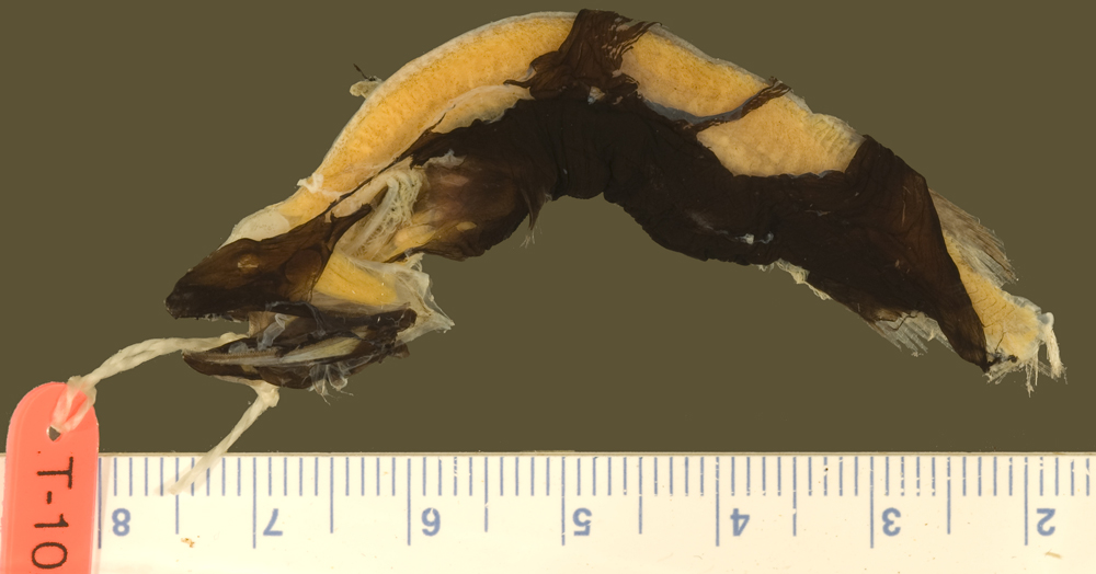 Cetomimus Goode & Bean, 1895