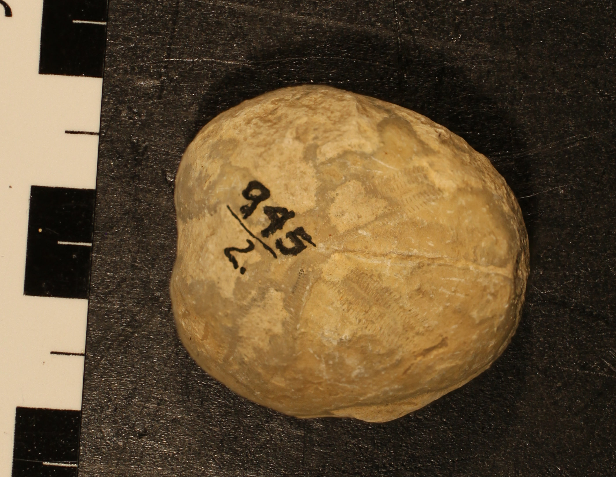 Hemiaster comanchei Clark & Twitchell, 1915