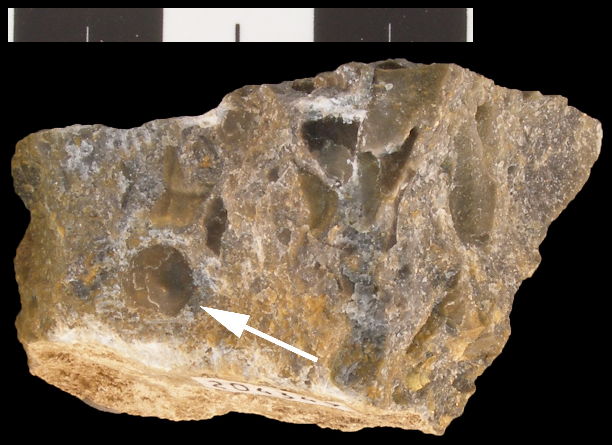 Scenella Billings, 1872