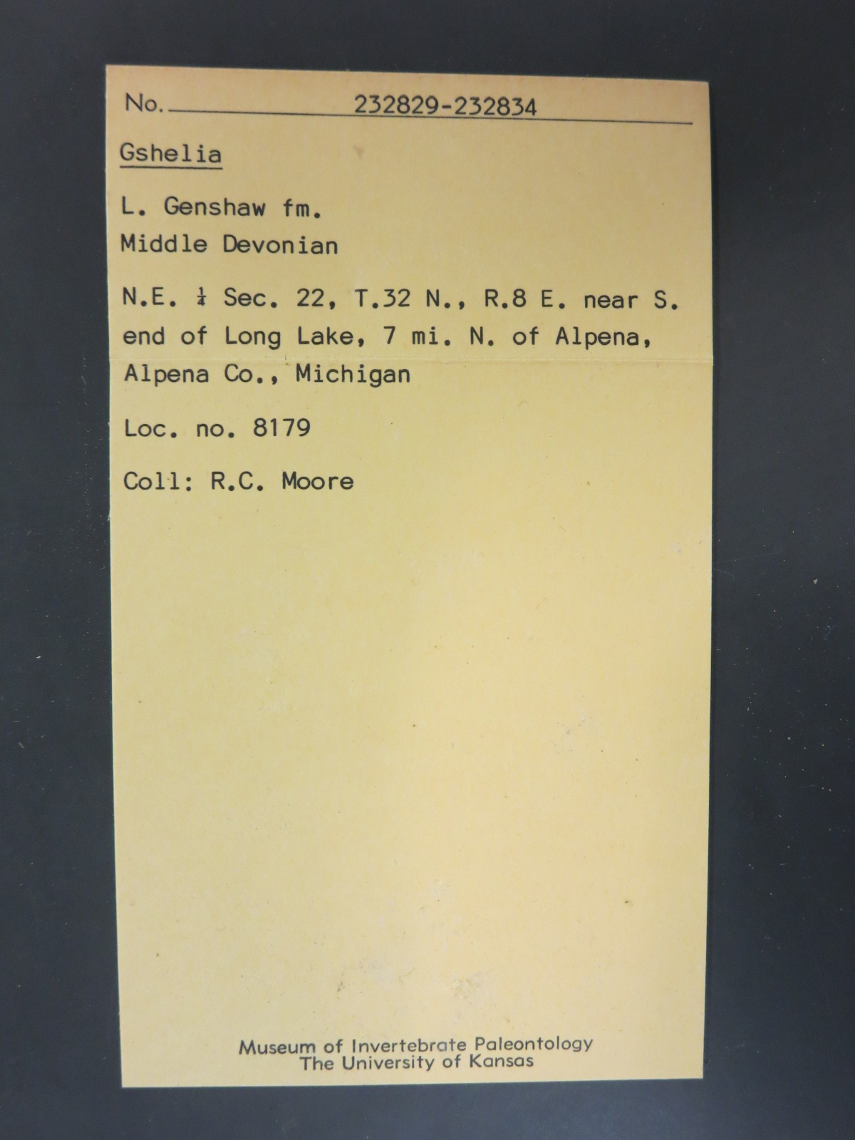 Gshelia Stuckenberg, 1888