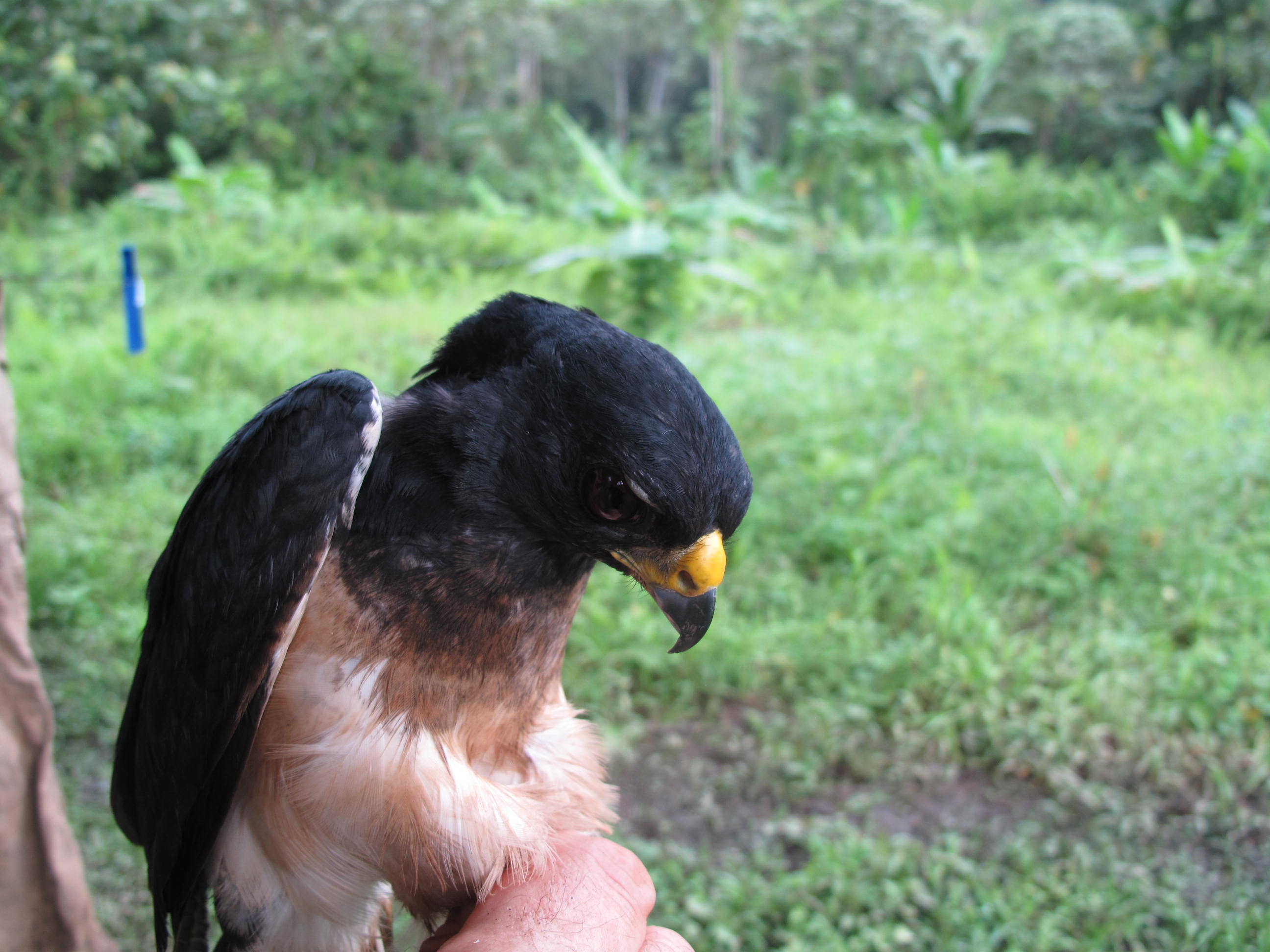 Accipiter imitator Hartert, 1926
