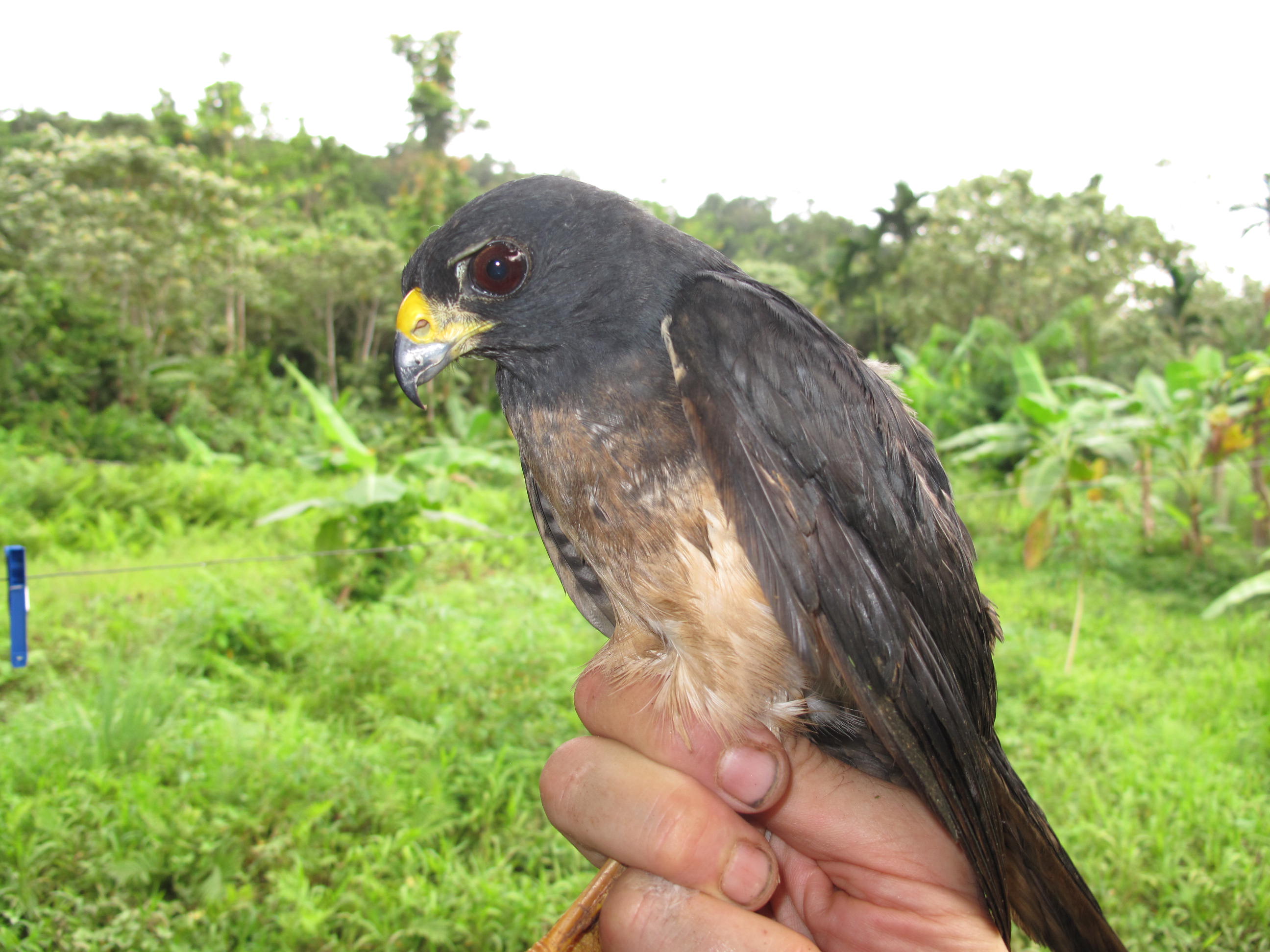 Accipiter imitator Hartert, 1926